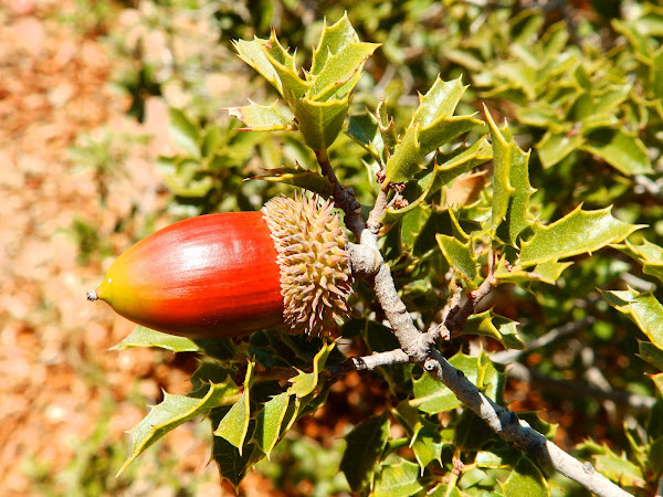 Roble valenciano | Project Noah