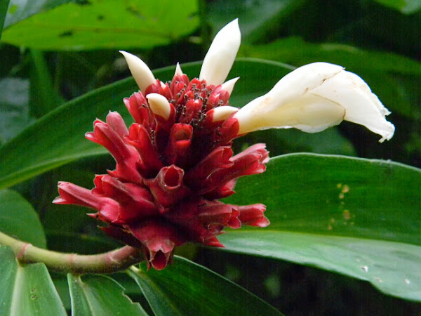 crepe ginger, Malay ginger, spiral ginger | Project Noah