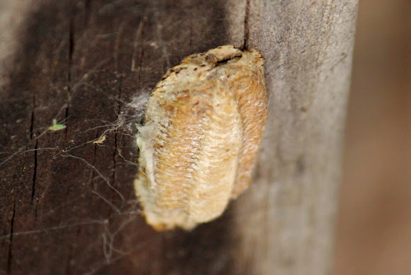 Carolina mantis oothecae | Project Noah