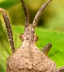 Spine-headed Bug | Project Noah