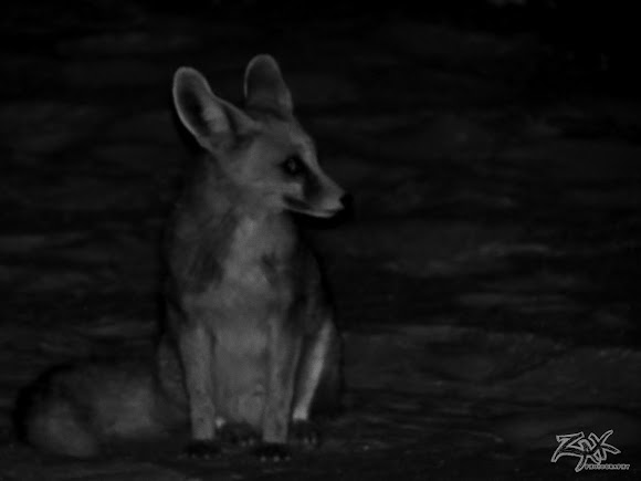 Rüppell's fox | Project Noah