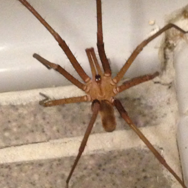 Crevice Weaver | Project Noah