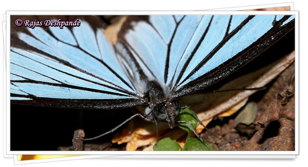 Common Wanderer Butterfly | Project Noah