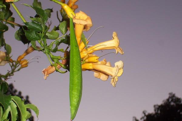 Trumpet Creeper | Project Noah