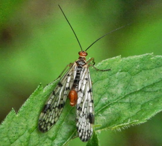 scorpionflies (male) | Project Noah
