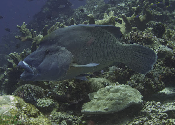 Humphead Wrasse (Maori Wrasse, Napolean Wrasse) | Project Noah