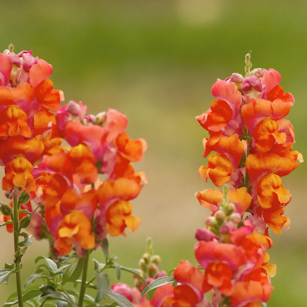 Snapdragons | Project Noah