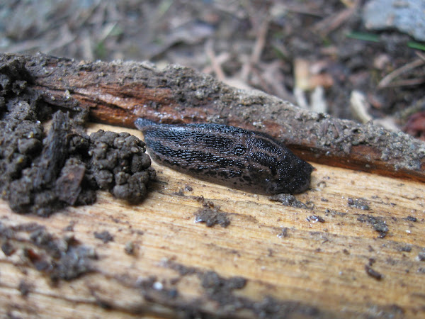 Leopard Slug | Project Noah