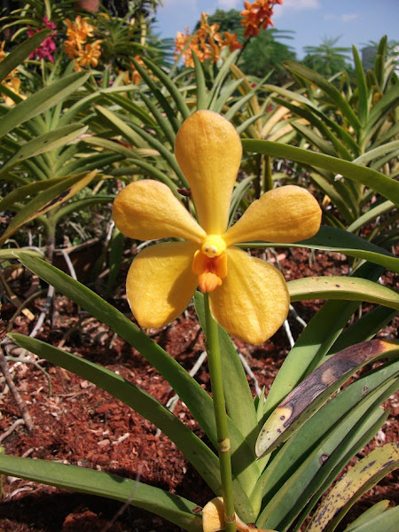 Vanda variety | Project Noah