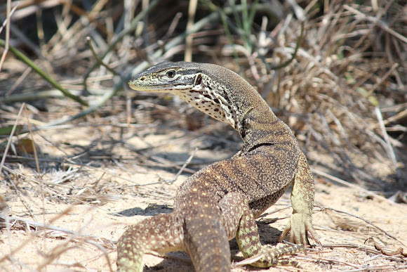 Sand Goanna or Gould's Monitor | Project Noah