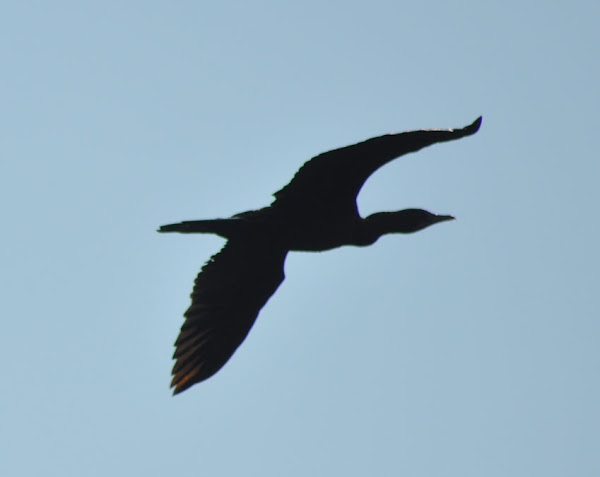 Great Cormorant | Project Noah