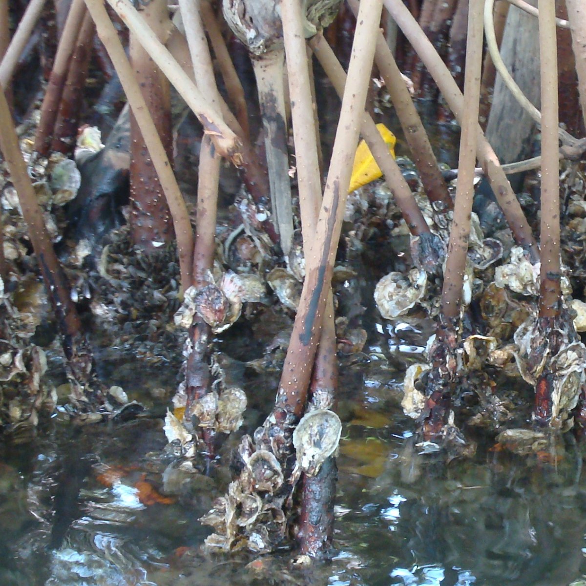 Mangrove Oyster | Project Noah