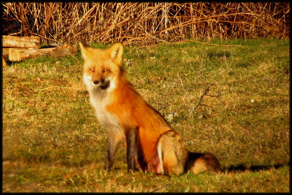 Red Fox | Project Noah