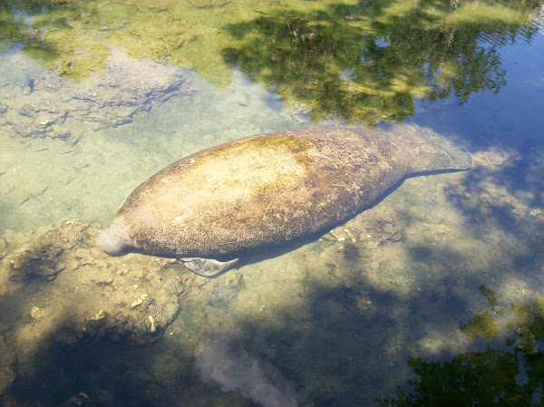 manatee | Project Noah