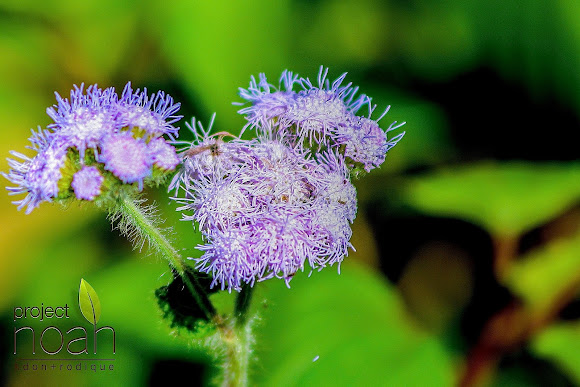 Goatweed (Kanding-kanding) | Project Noah