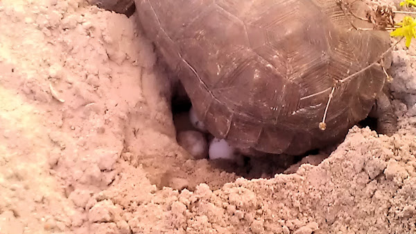 Gopher tortoises | Project Noah