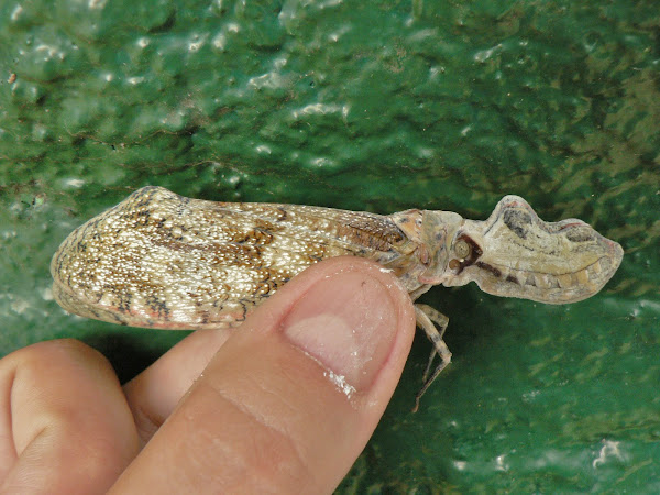 Peanut-head Bug (Machaca) | Project Noah