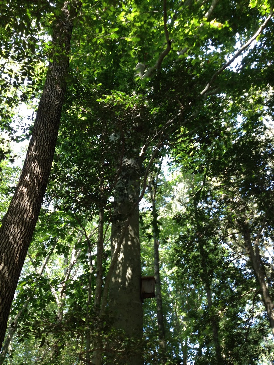 American Beech | Project Noah