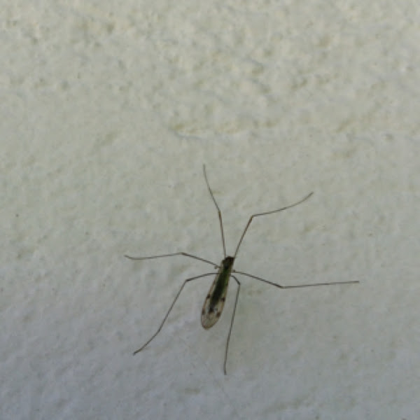 Pernilongo | Project Noah