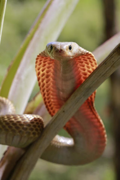 Philippine Cobra
