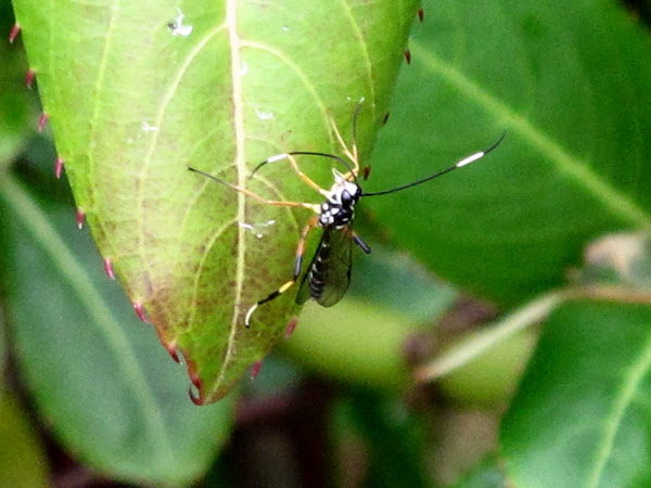Lemon tree borer Wasp | Project Noah