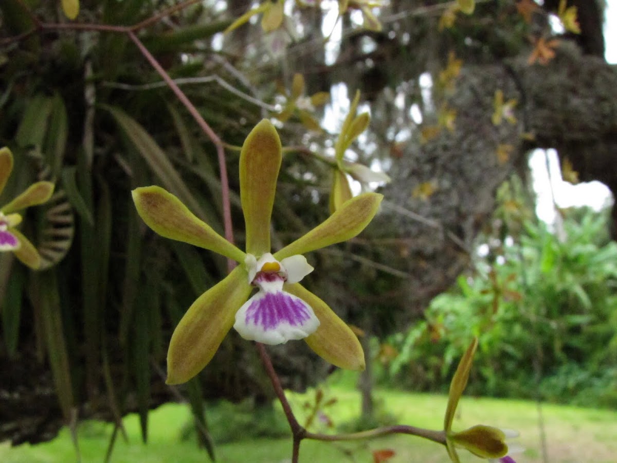 Butterfly orchid | Project Noah