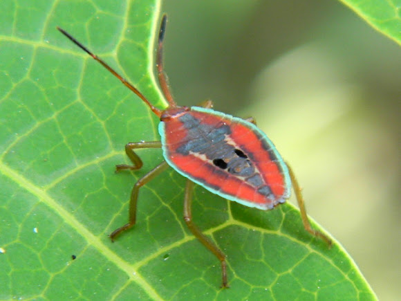 shield bug nymph | Project Noah
