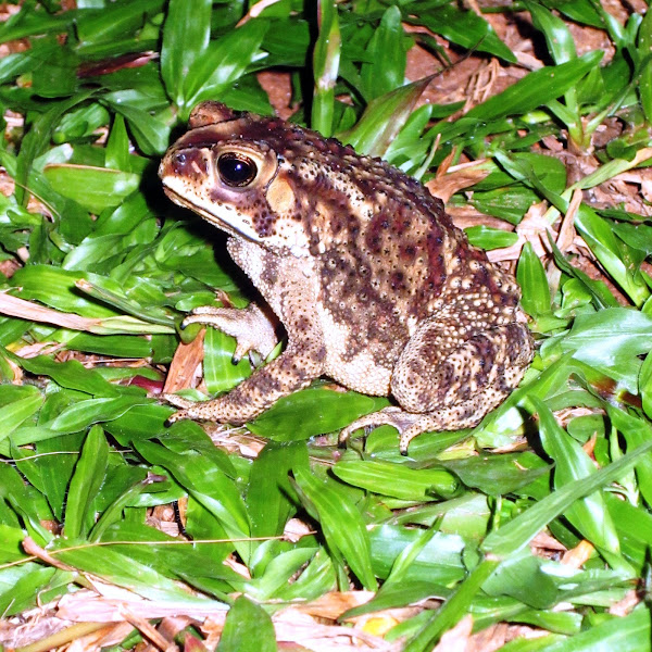 Common Indian Toad | Project Noah