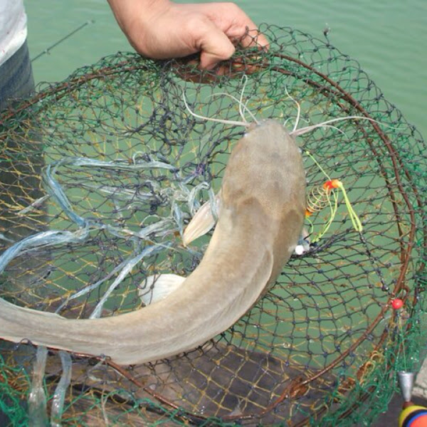 Catfish | Project Noah