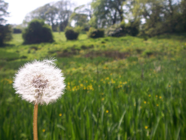 Dandelion | Project Noah