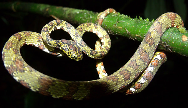 Argus Snail Sucker eating frog eggs | Project Noah