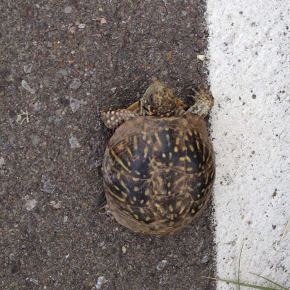 Desert box turtle | Project Noah