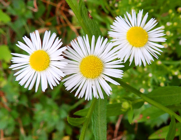 Eastern Daisy Fleabane | Project Noah