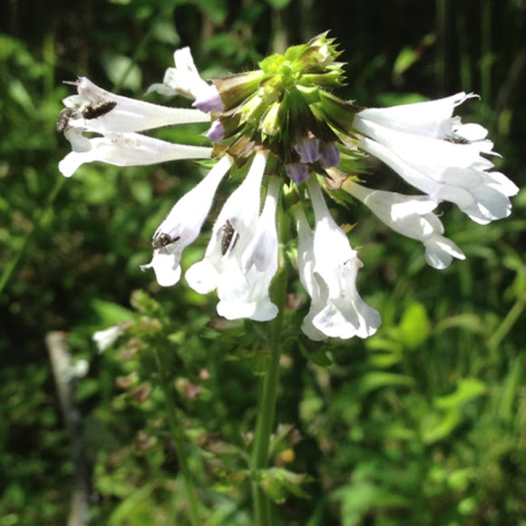 Lyre-leaf sage | Project Noah