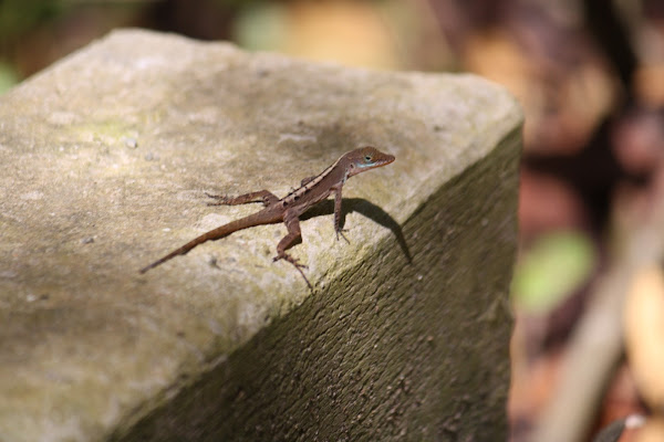 Brown Anole | Project Noah