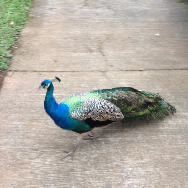 Pavo Real comun | Project Noah