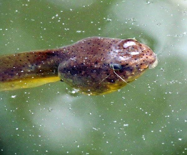 American Bullfrog (tadpole) | Project Noah