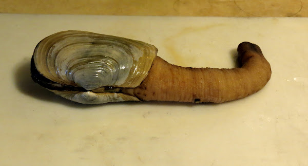 Geoduck clam | Project Noah