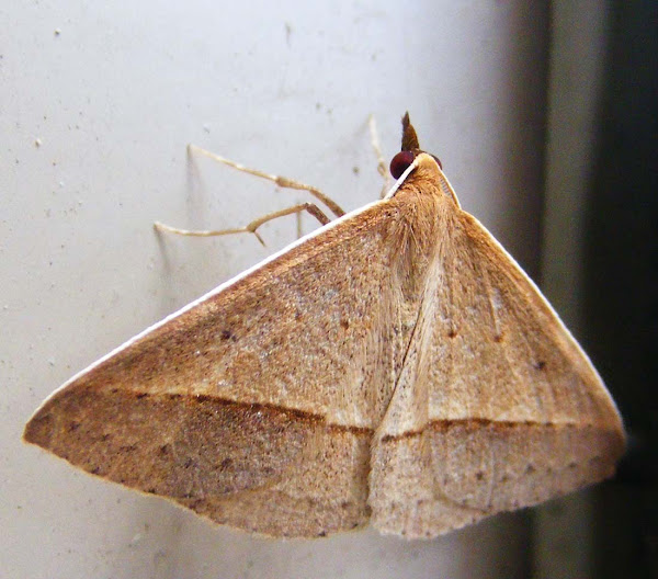 Triangular Geometrid Moth | Project Noah