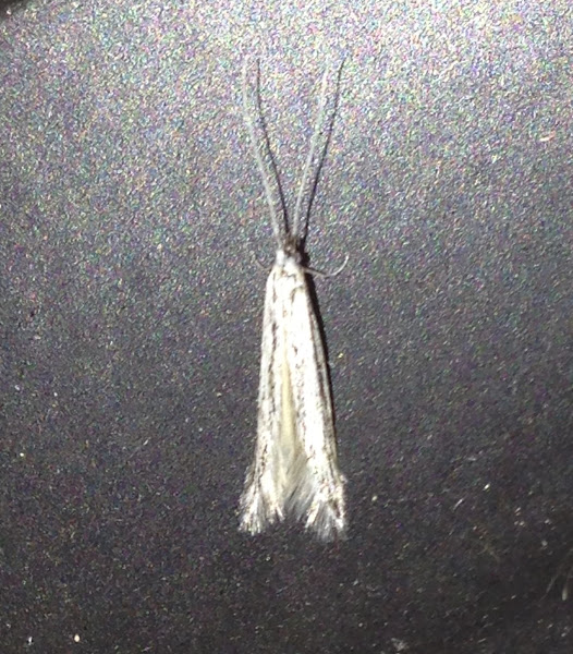 Pistol Casebearer Moth | Project Noah