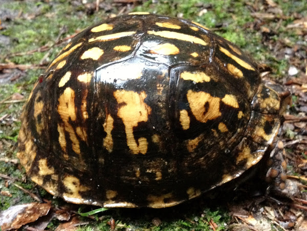 Eastern Box Turtle | Project Noah