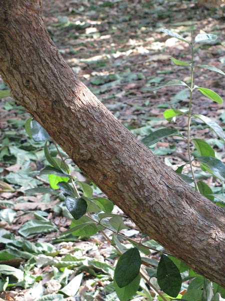 Macadamia Tree | Project Noah