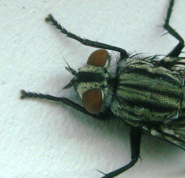 Mosca de la carne | Project Noah