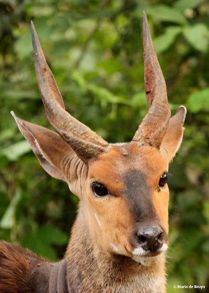 Imbabala – bushbuck, male | Project Noah