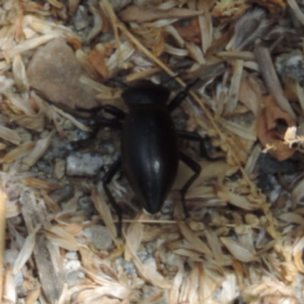Pinacate Beetle | Project Noah