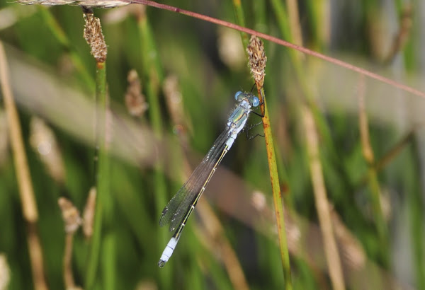Emerald Damselfly, male | Project Noah