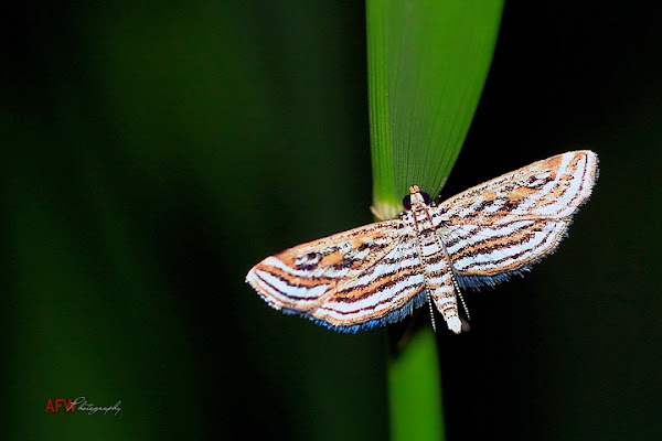 China-mark Moths (Subfamily Acentropinae) | Project Noah