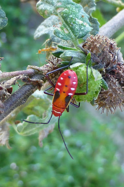 Red Cotton Bug nymph | Project Noah