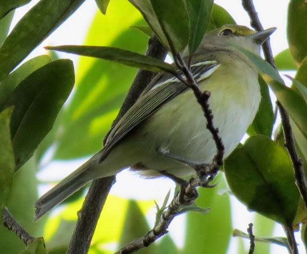 Pine warbler | Project Noah