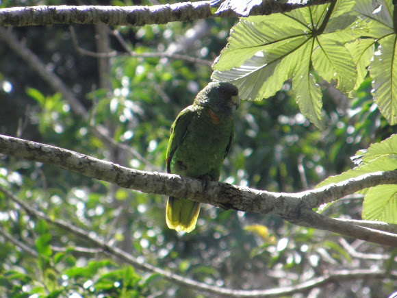 Red-necked Parrot/Jaco Parrot | Project Noah